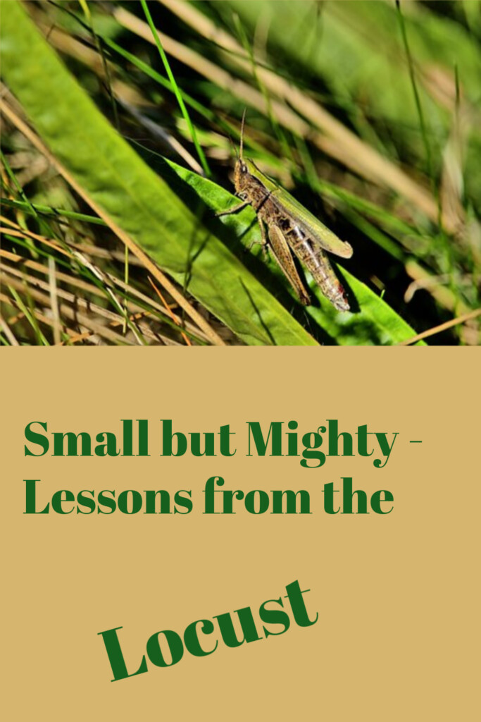 Small but Mighty - Lessons from the Locust - My Windowsill